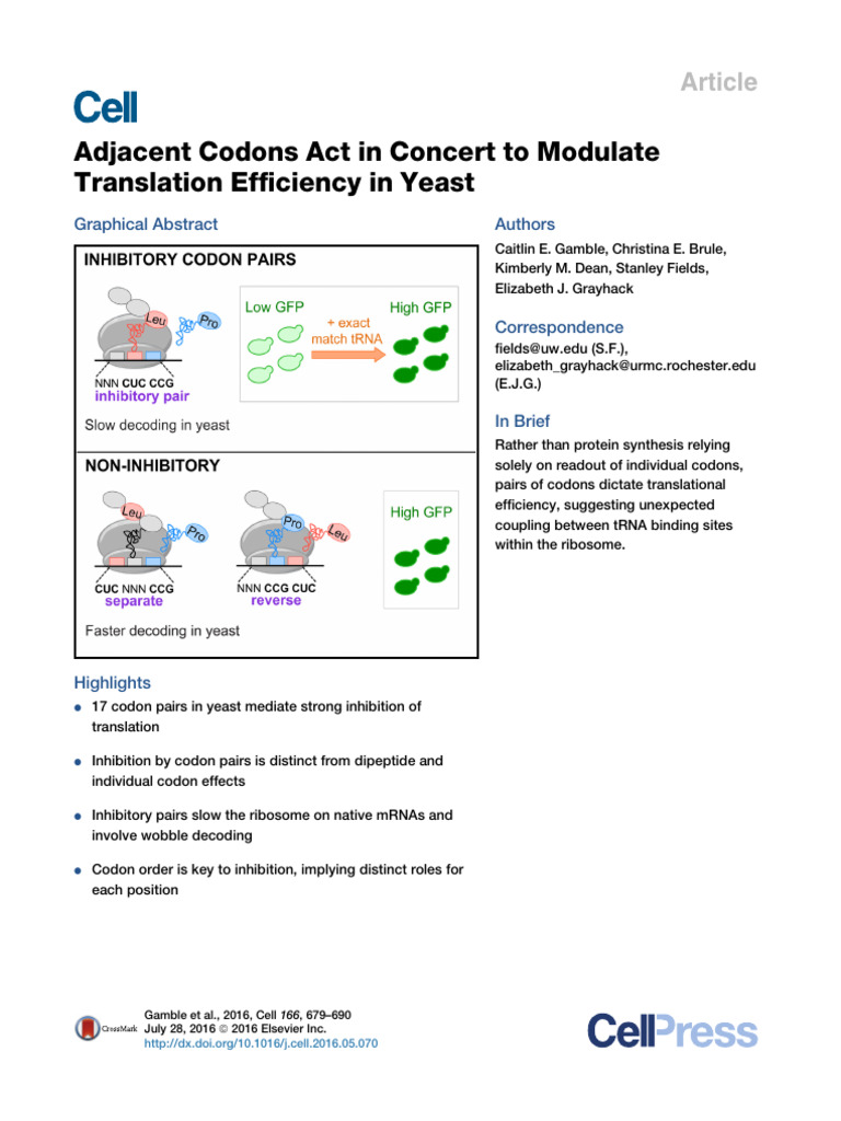 Adjacent Codons Act in Concert to Modulate Translation Efficiency in ...