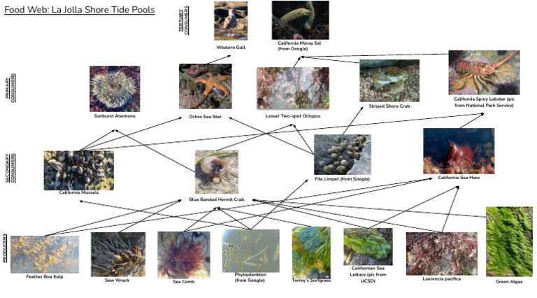 Food Web IMAGE Example | PDF