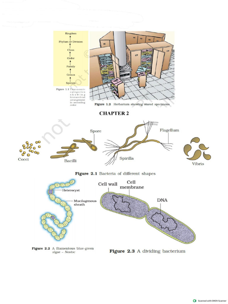 NCERT Diagrams | PDF