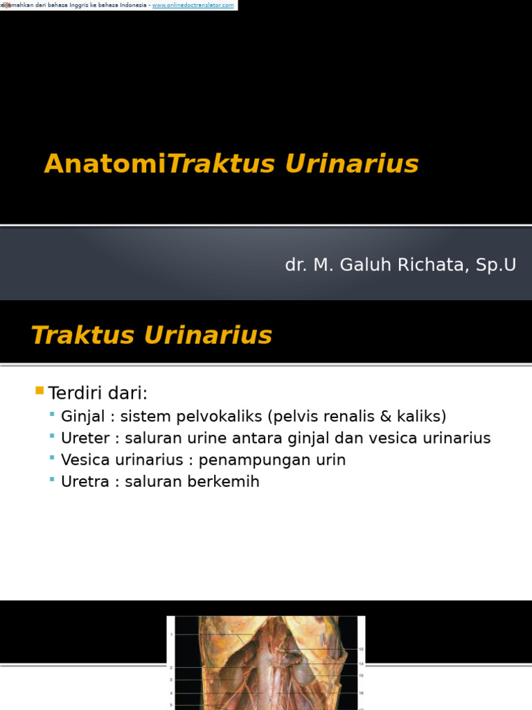 Anatomi Tractus Urinarius SMT 4. (DR Galuh) Indonesia | PDF
