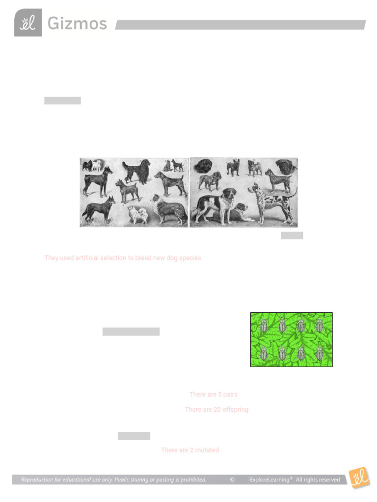 Kami Export - EvolutionNaturalArtificialSE | PDF | Natural Selection | Evolution