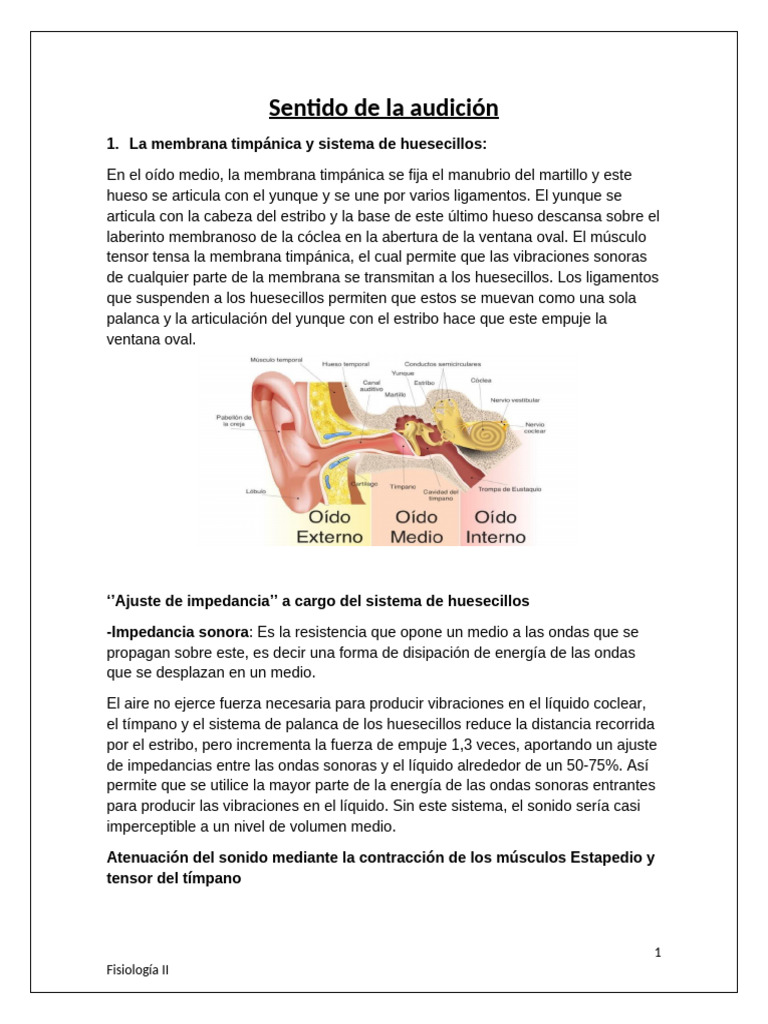 Anatomía y Fisiología de la Audición | PDF | Escuchando | Oído