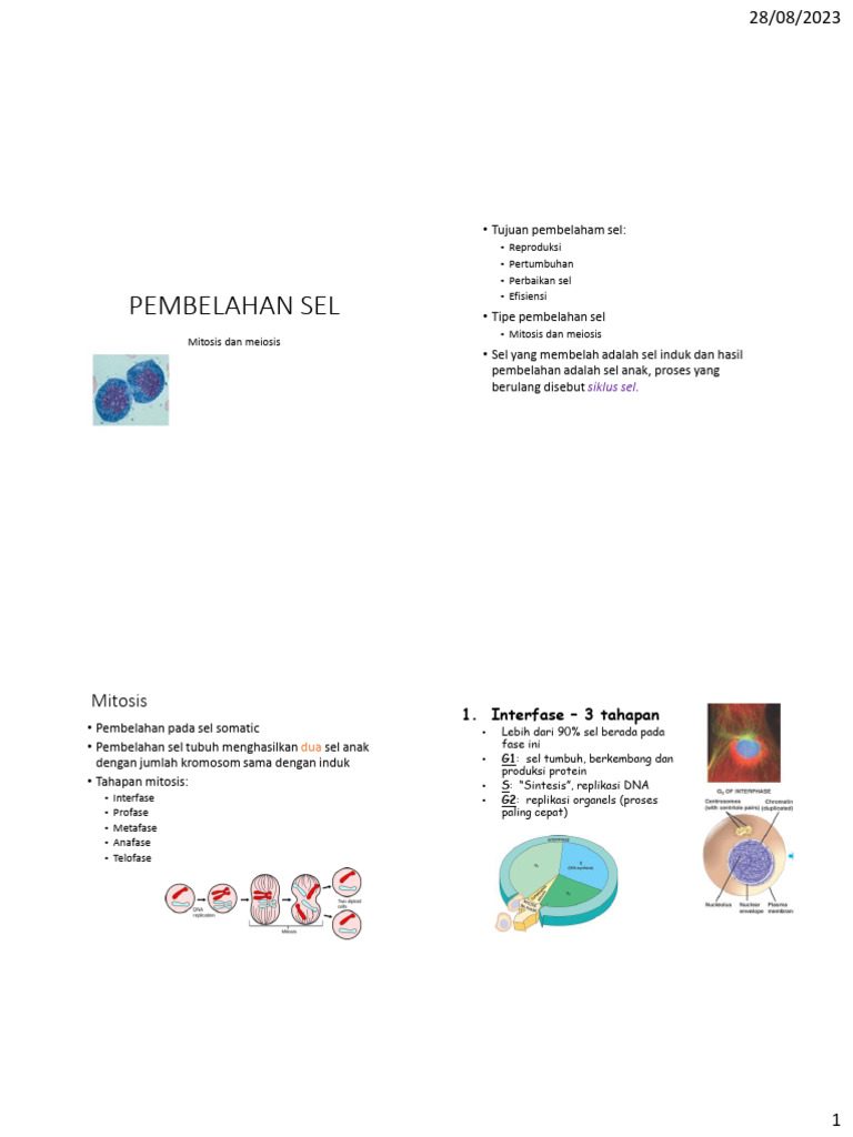 Pembelahan Sel | PDF