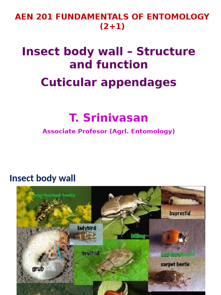 Lecture 3 Insect Body Wall - Structure and Function Presentn. | PDF ...