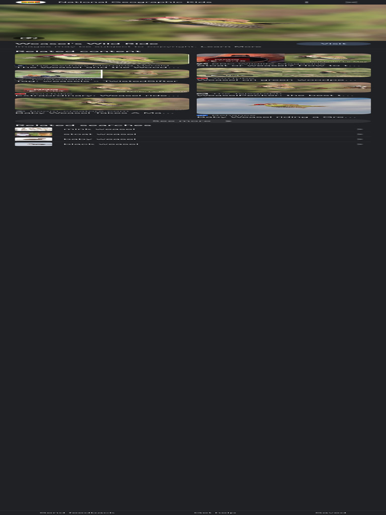 Weasel - Google Search | PDF | Carnivorans Of Europe | Carnivorans