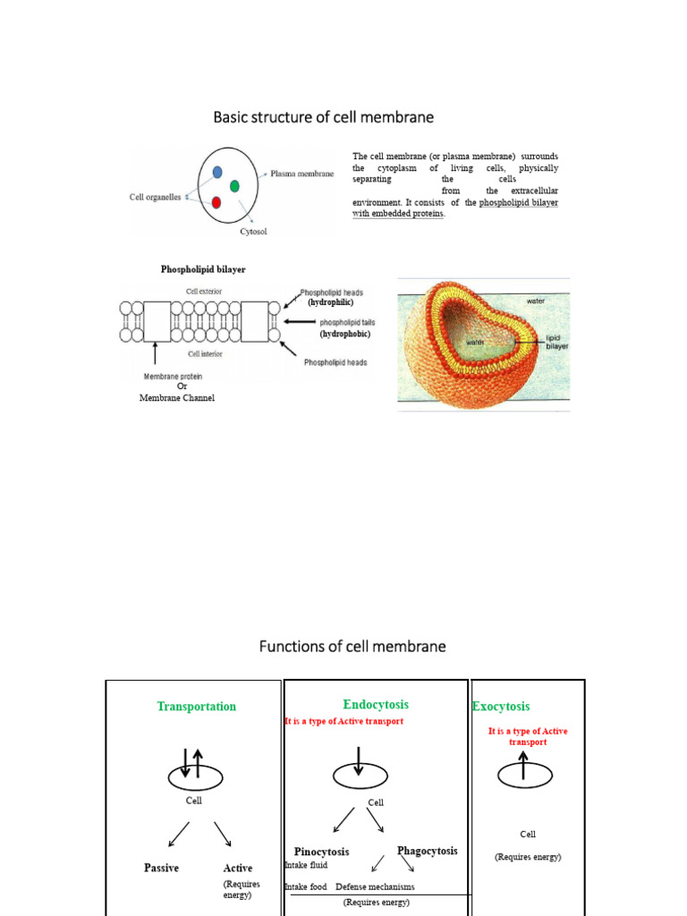 Cell Membrane Structure and Functions | PDF | Cell Membrane | Cell (Biology)
