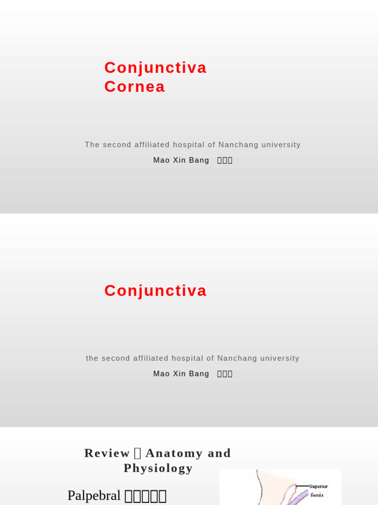 2025 Conjunctiva ,Corneal （毛新帮）1 | PDF | Cornea | Medical Specialties