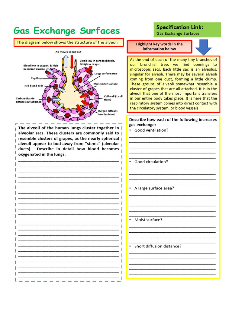 Gas Exchange Surfaces: Specification Link | PDF | Lung | Respiratory System