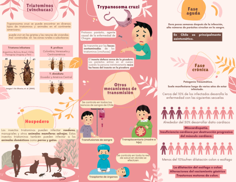 Triptico Parte 2 | PDF | Microbiología | Enfermedades y trastornos humanos