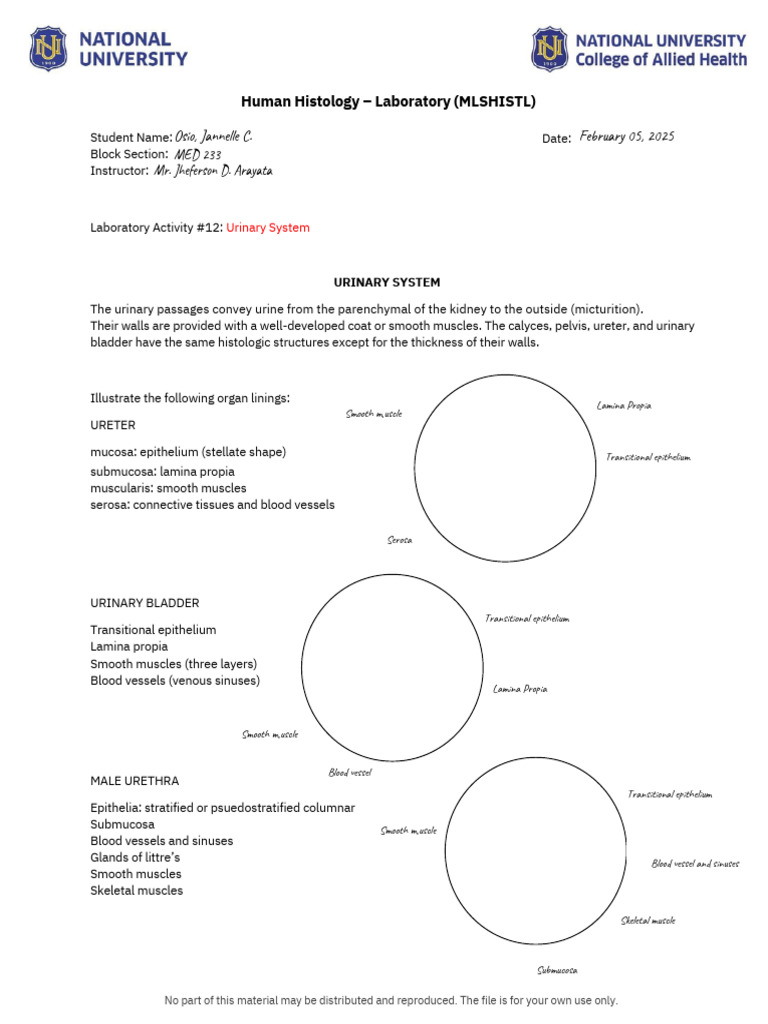 Human Histology 12th Lab Activity PDF | PDF | Urinary System | Epithelium