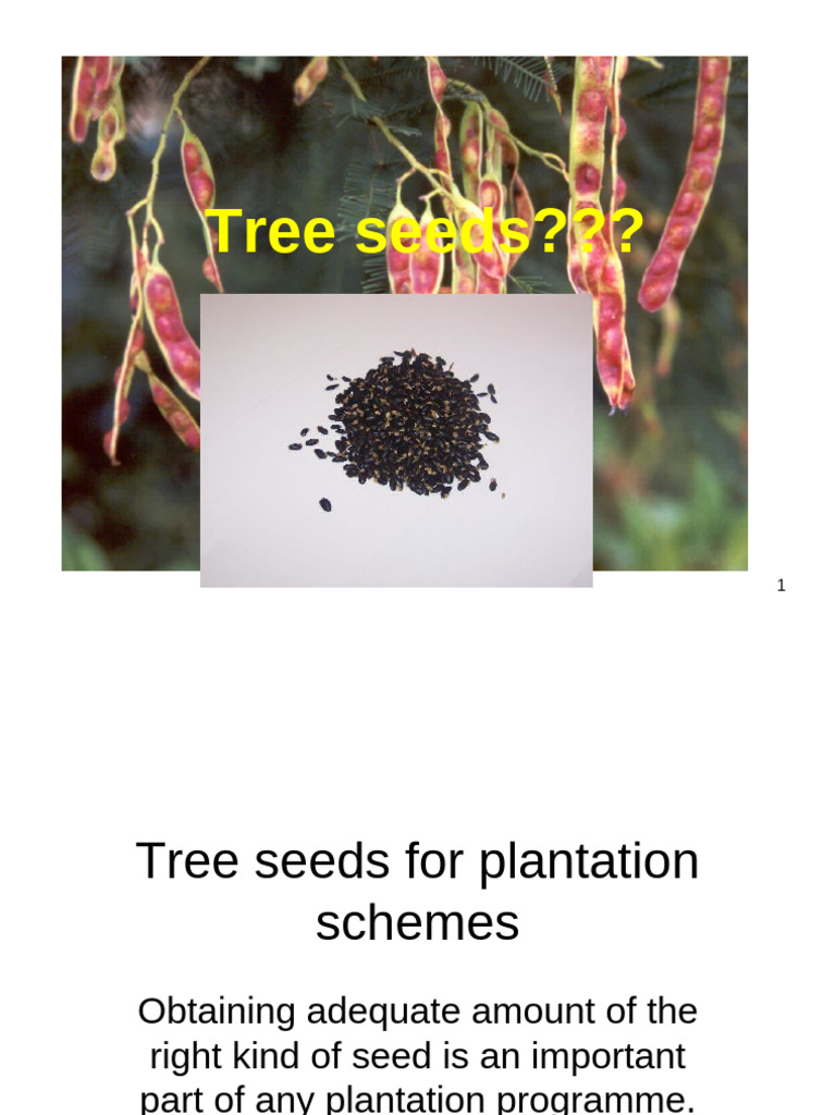 2 Tree Seeds For Plantation Schemes | PDF | Seed | Trees