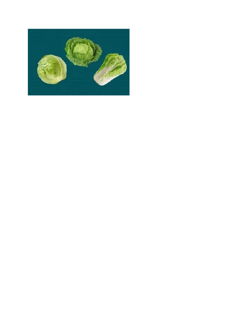Cabbage | PDF