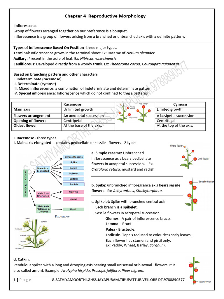 11th Bio Botany Lesson 4 Study Material English Medium | PDF | Fruit ...