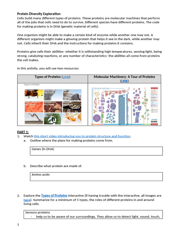 4 Protein Diversity Exploration - Lee - Kyle | PDF | Proteins | Cell ...
