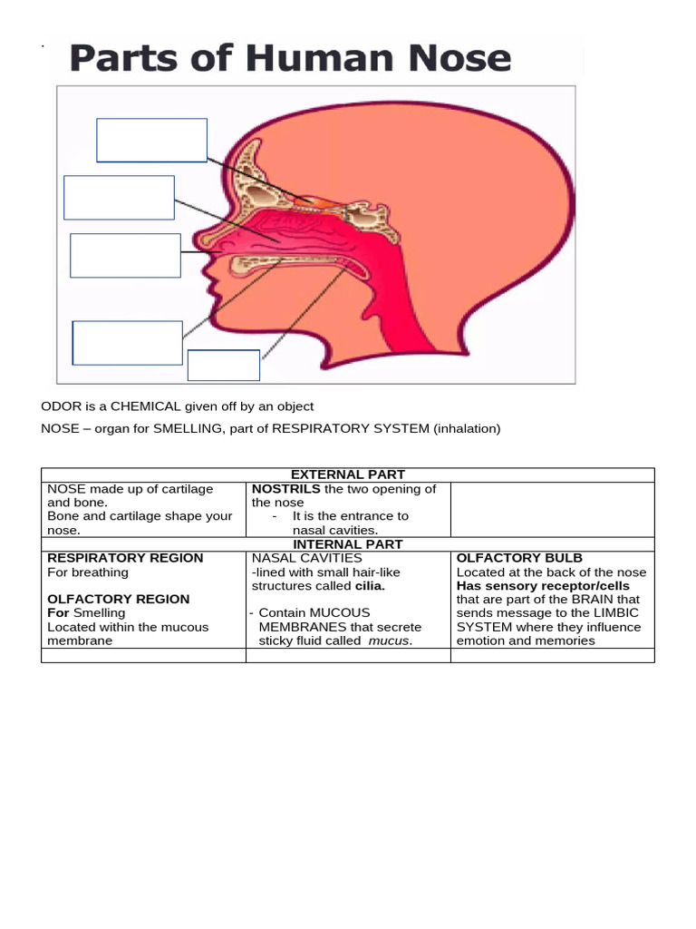 nose | PDF