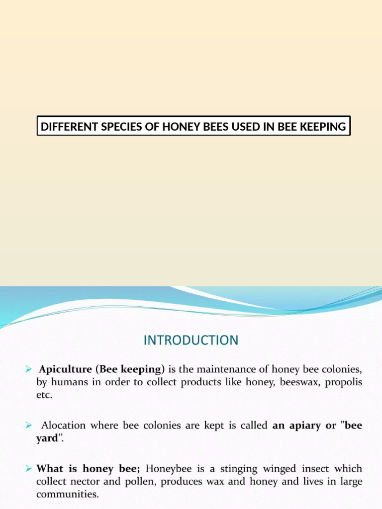 6 Species of Honey Bees | PDF