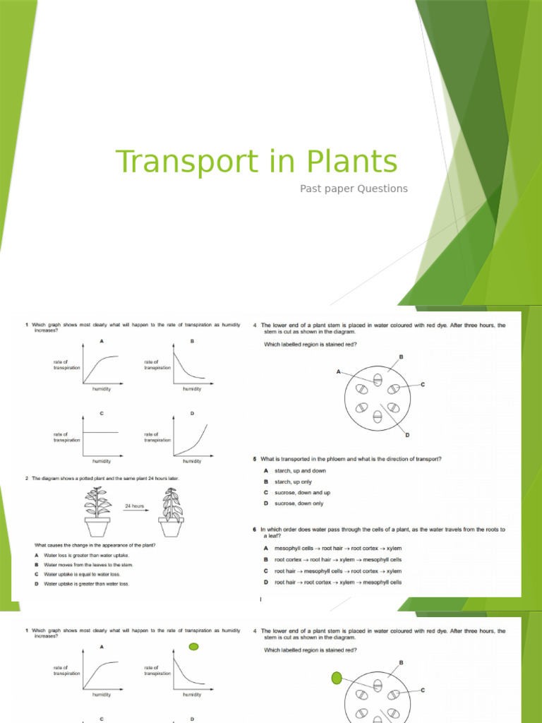 PPQ Transport in Plants | PDF