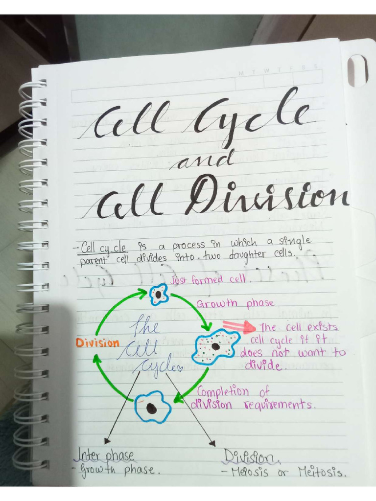 Cell Cycle and Division Class 11 Neet | PDF