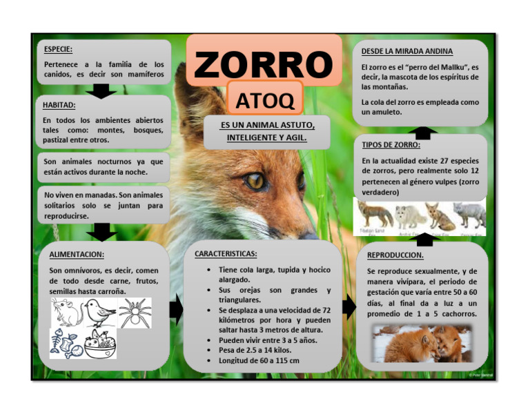 Características del Zorro para Niños | PDF | Zoología