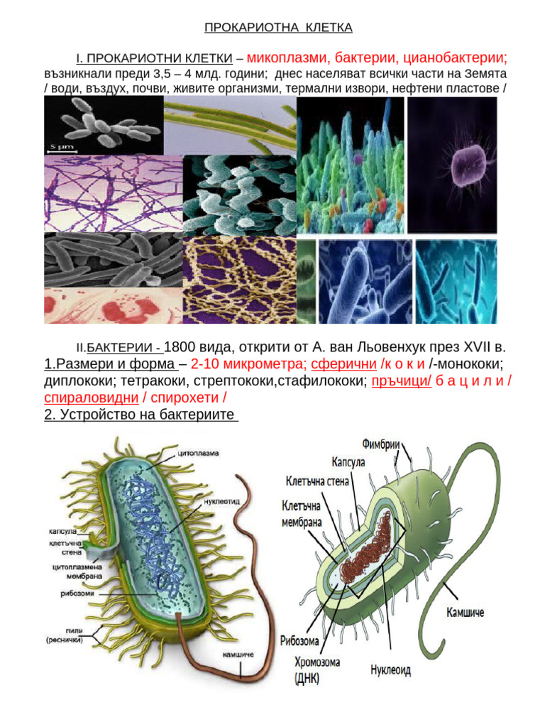 Prokariotna Kletka ! | PDF