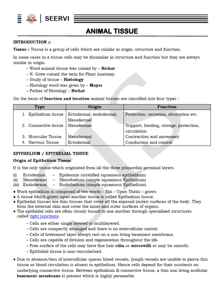 Class 9th Animal Tissue Notes | PDF | Epithelium | Muscle