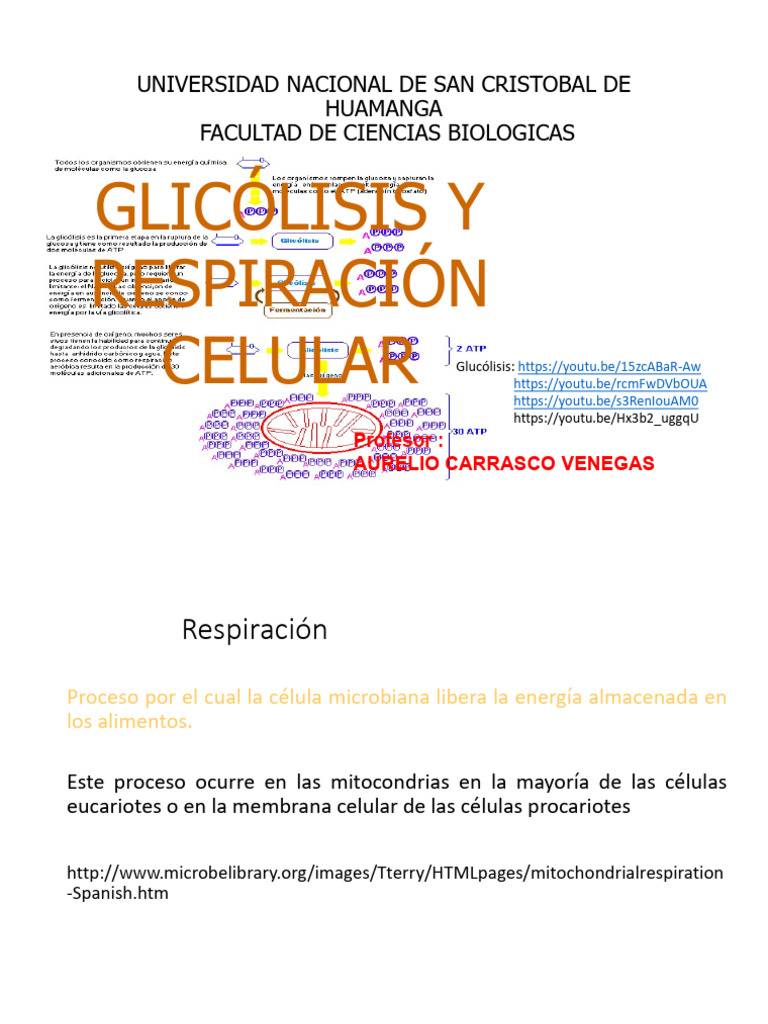 Glucólisis y Respiración Celular | PDF | Respiración celular | Trifosfato de adenosina