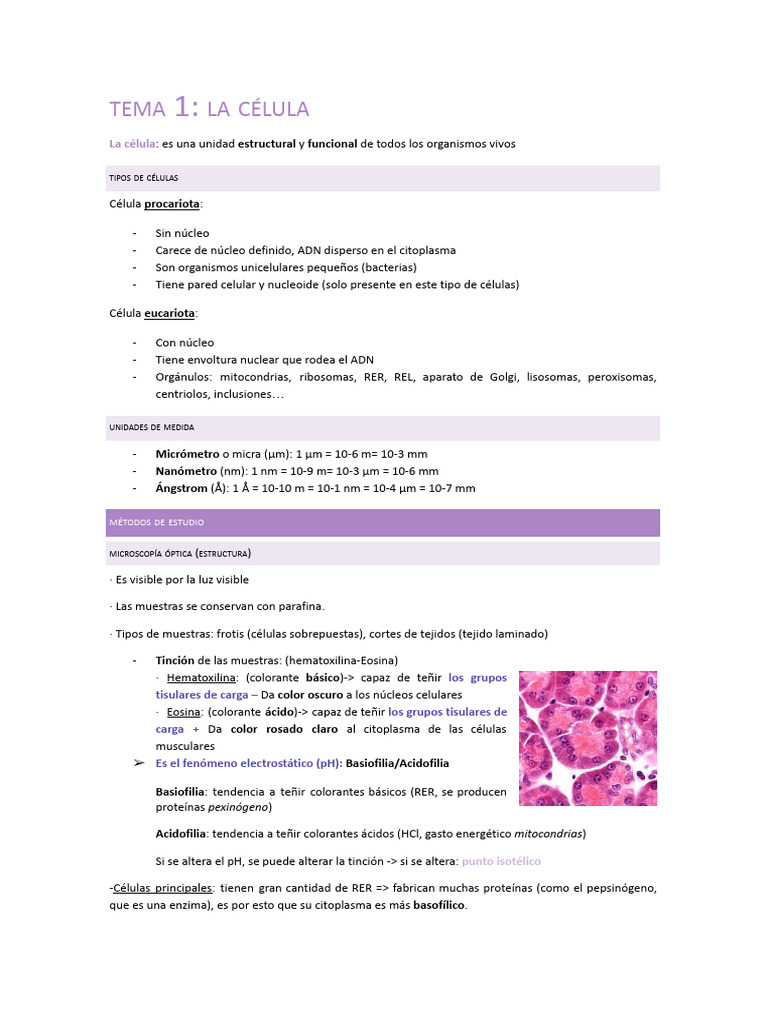 Apuntes Primer Parcial - Cito | PDF | Epitelio | Músculo