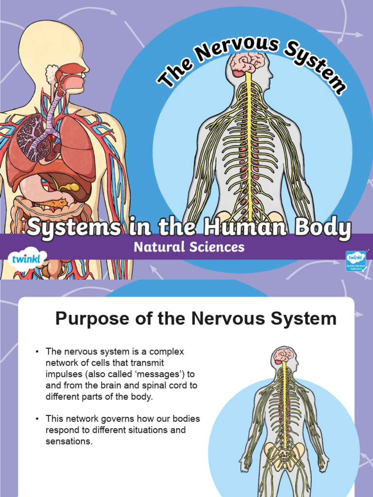Human Nervous System | PDF | Nervous System | Central Nervous System
