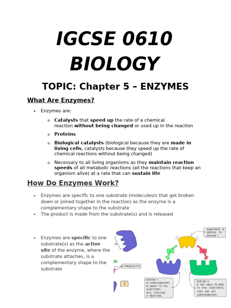 IGCSE 0610 BIOLOGY chapter 5 | PDF | Enzyme | Active Site