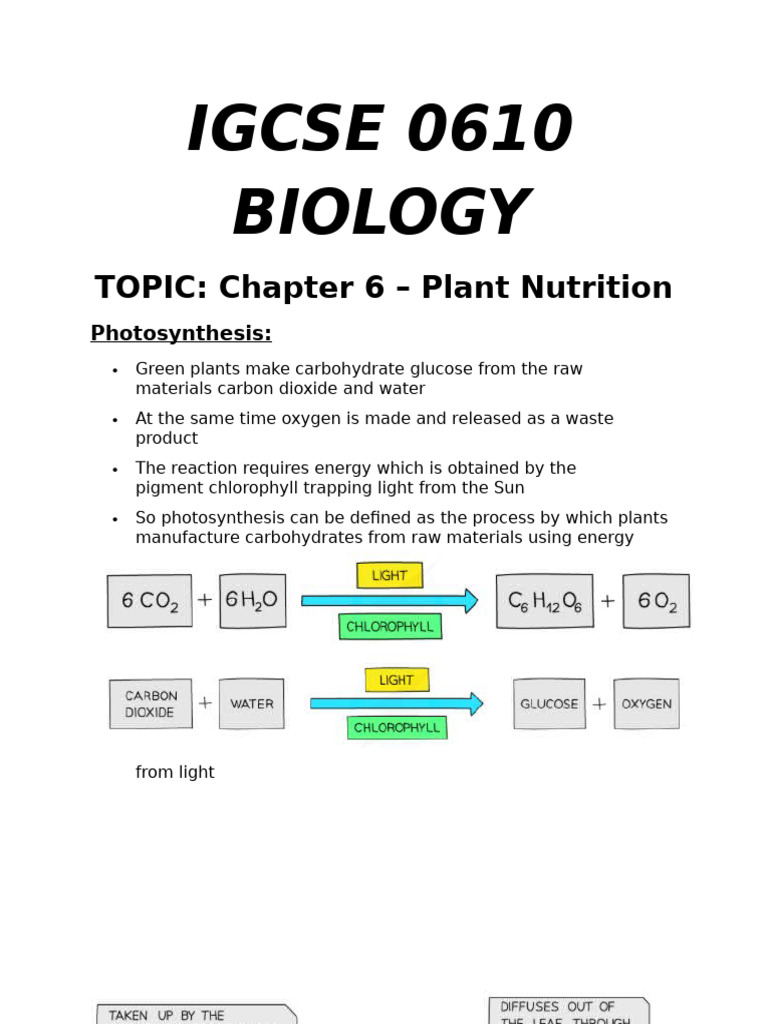 Igcse 0610 Biology Chapter 6 | PDF | Photosynthesis | Leaf