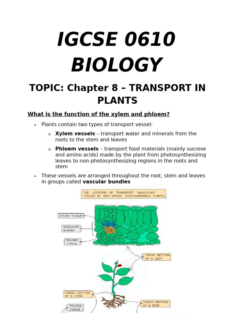 IGCSE 0610 BIOLOGY Chapter 8 | PDF | Leaf | Plant Stem