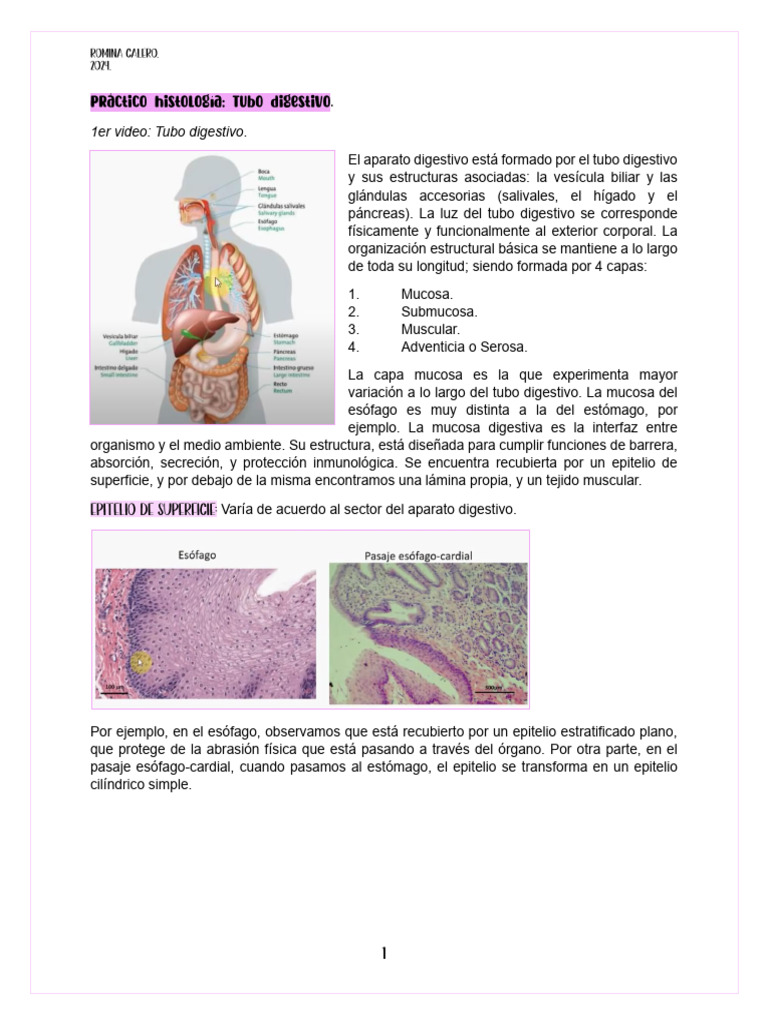 Capas del estómago y su función | PDF | Estómago | Páncreas