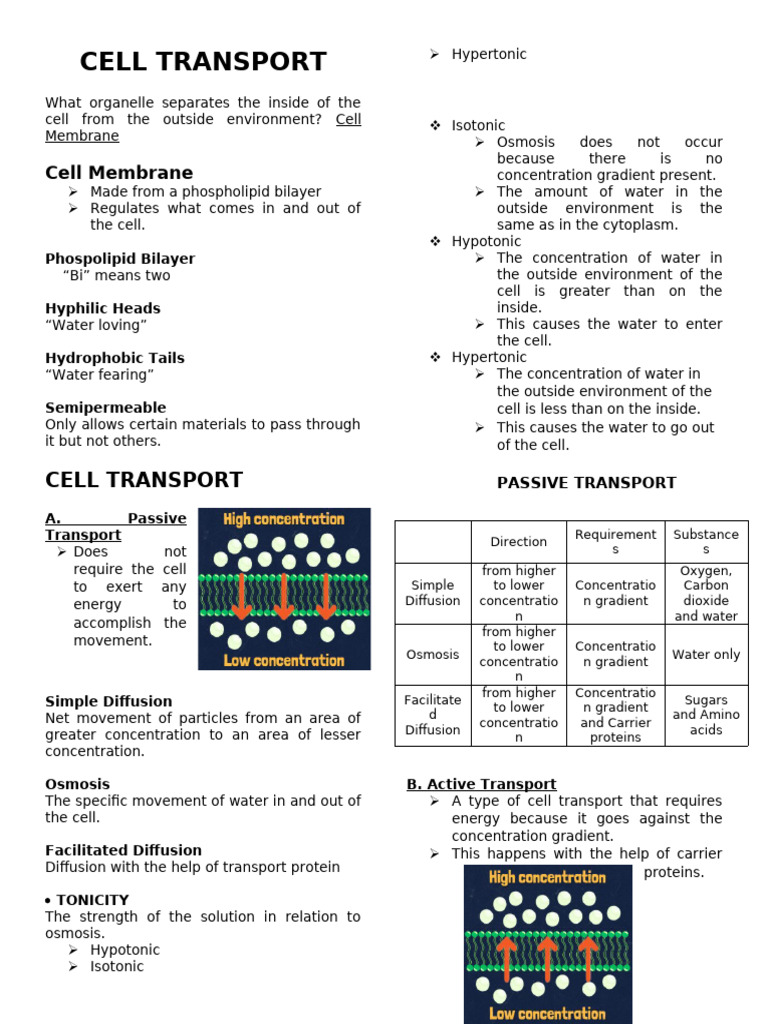 Adnu Jhs - Science 8 Reviewer (Final Term 2) | PDF | Meiosis | Mitosis