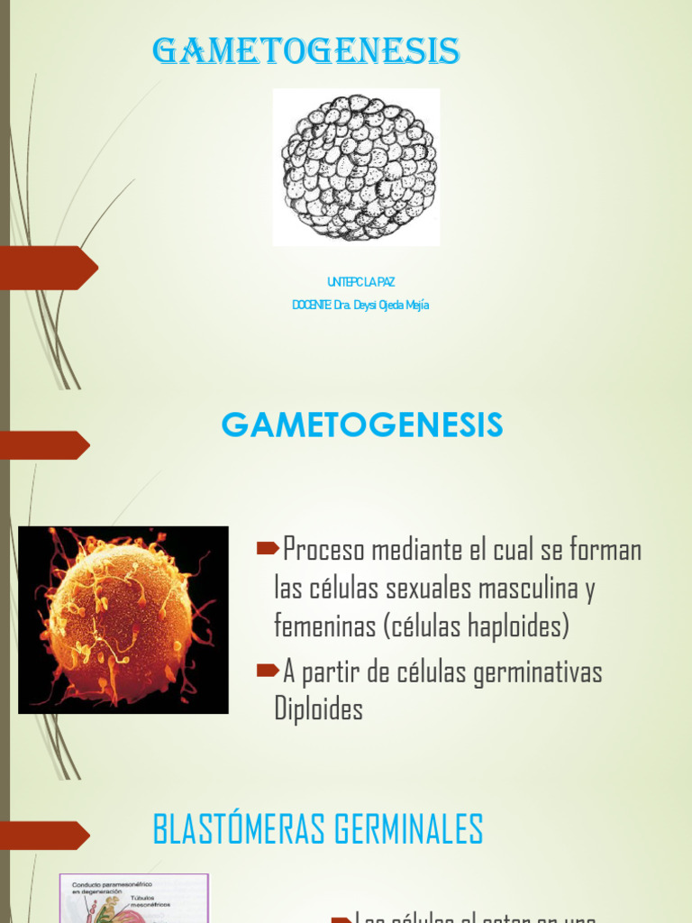 6.1 Gametogenesis | PDF | Anatomía | Biología del desarrollo