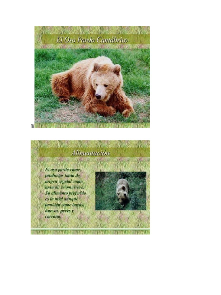 Oso Panda ALI | PDF