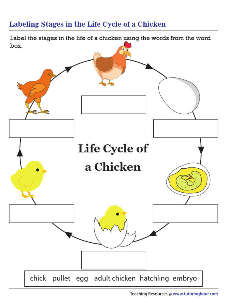 Stages in the Chicken Life Cycle | PDF