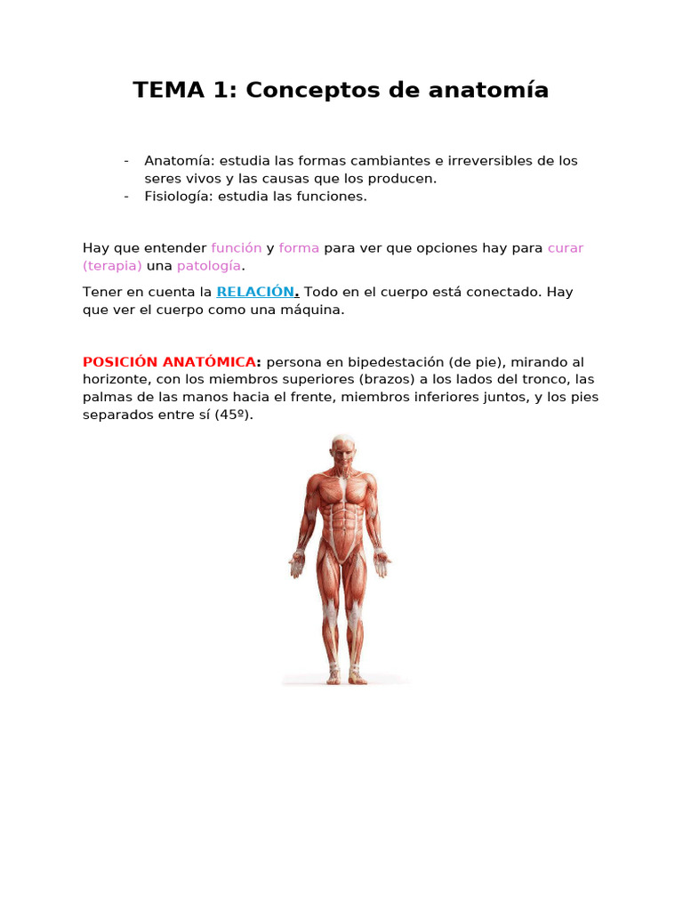 TEMAS ANATOMÍA 1º CUATRI | PDF | Vértebra | Articulación