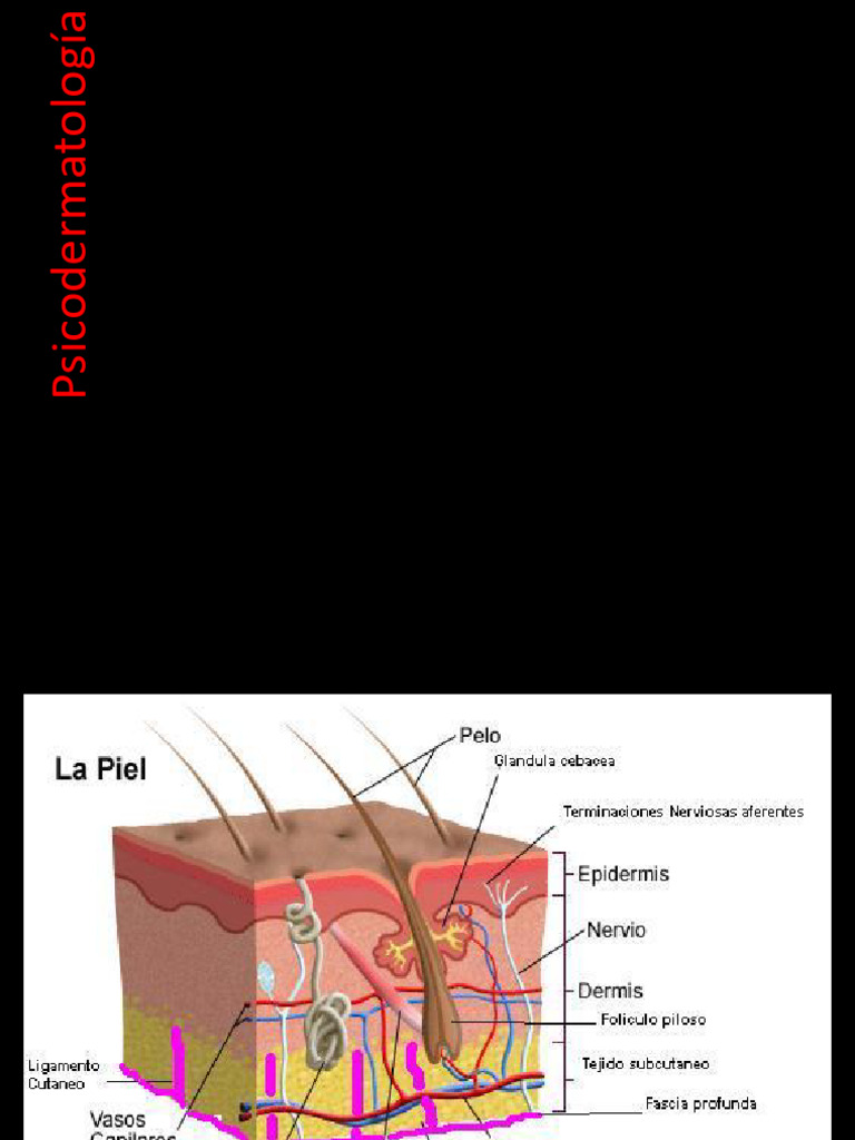 Psicodermatología Piel y Psicosomáticas | PDF | Piel | Sistema inmune