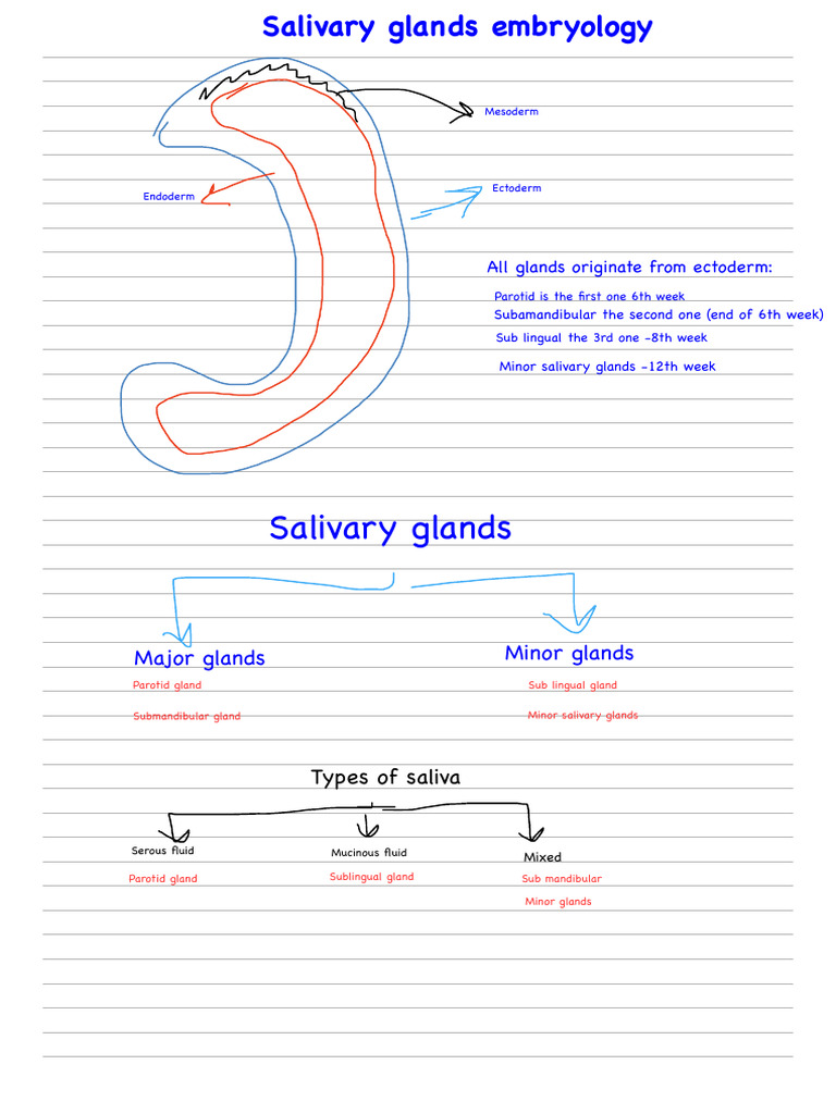 Salivary Glands Embryology Overview | PDF | Human Anatomy | Human Head ...