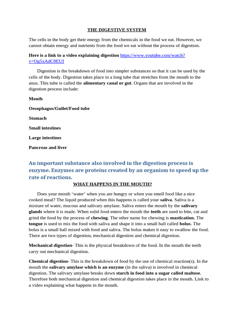 The Digestive System Handout | PDF | Digestion | Stomach