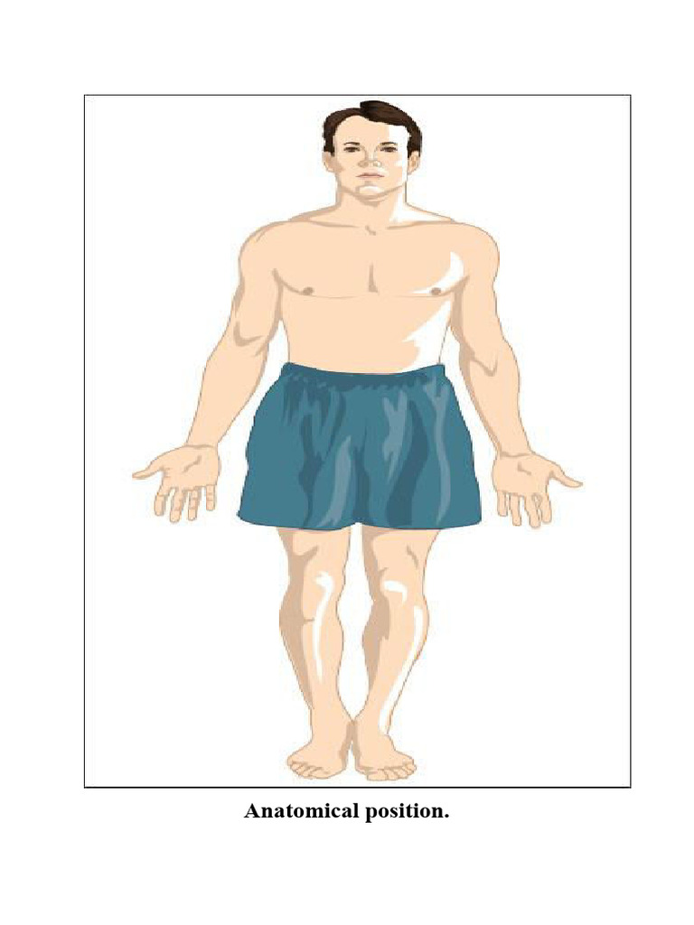 Anatomy Posters 1 | PDF