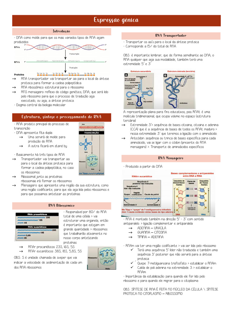 Expressão Gênica - Resumo Sandy | PDF | RNA | Ribossomo