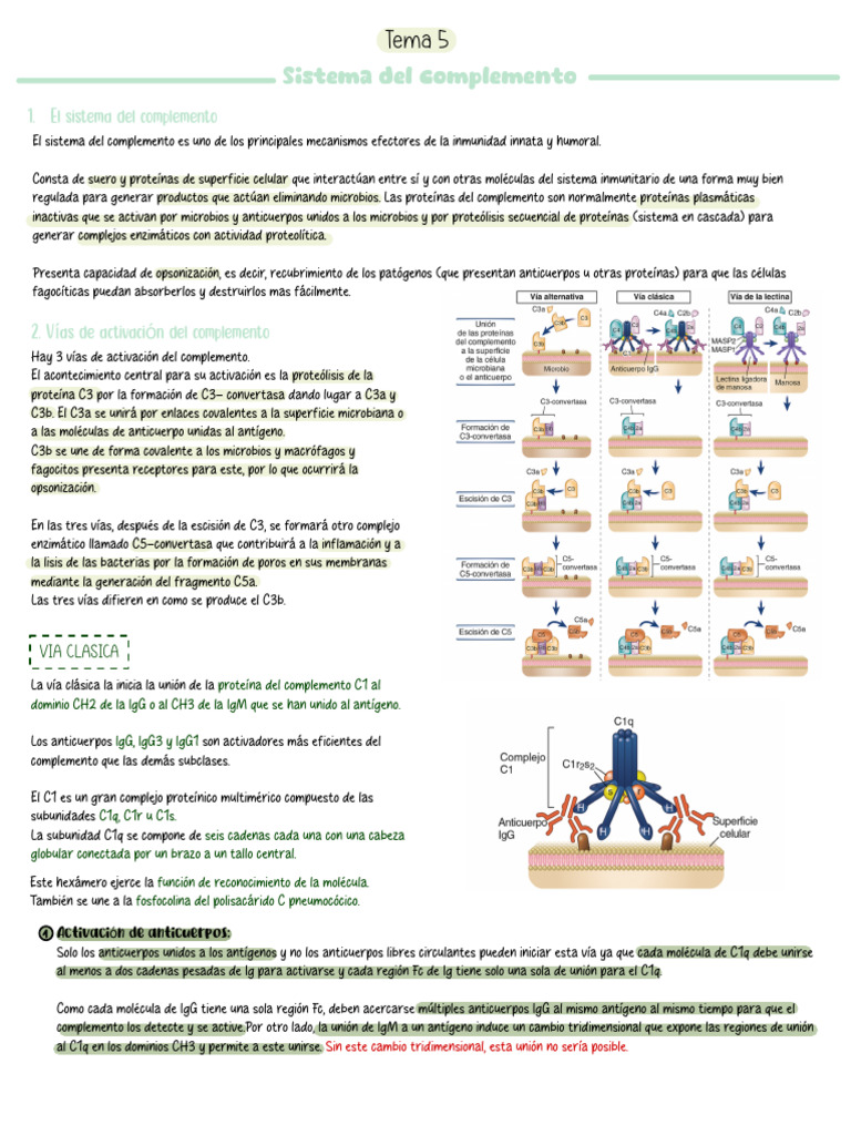 Tema 5 | PDF | Sistema complementario | Hematología