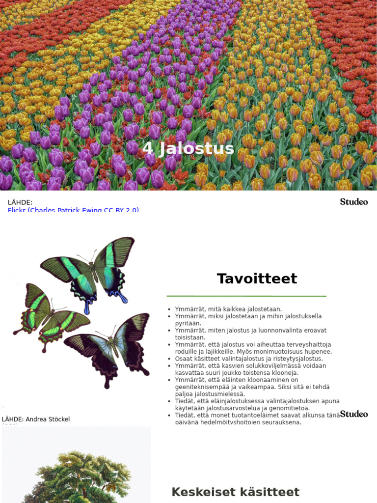 BI6 Jakso 4 | PDF