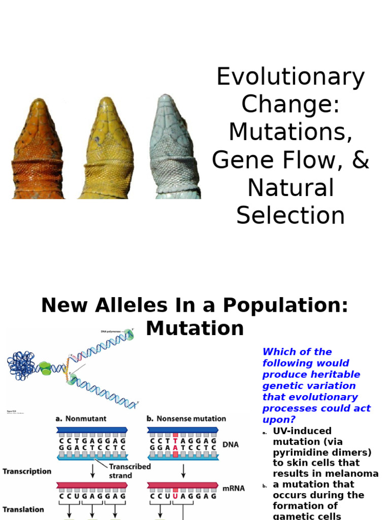 Lecture 4.6 - Mutation, Gene Flow, & Natural Selection | PDF | Genetics ...