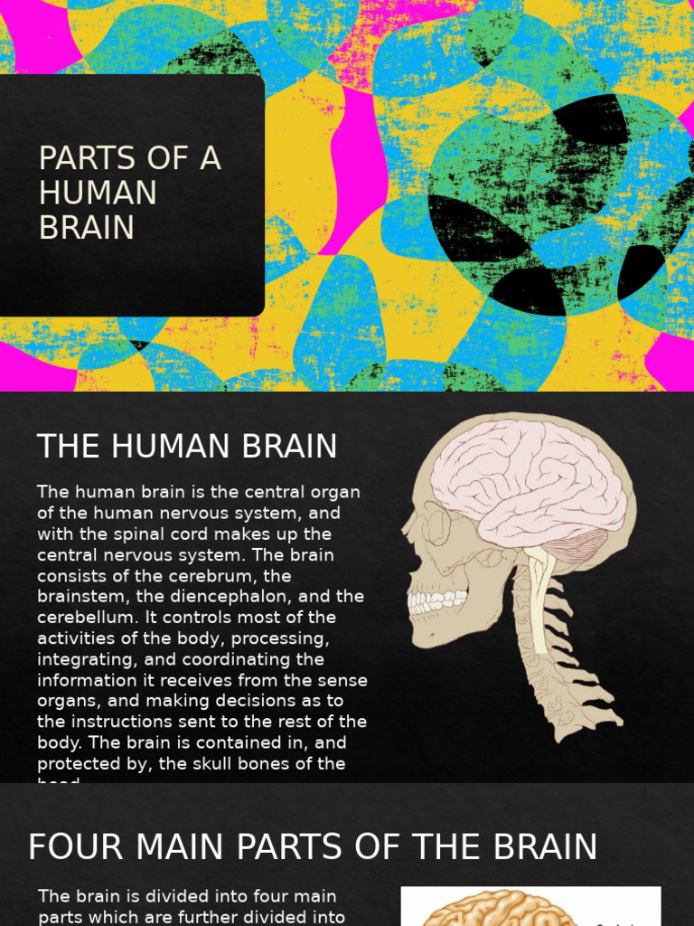 Parts of A Human Brain | PDF | Brainstem | Cerebrum