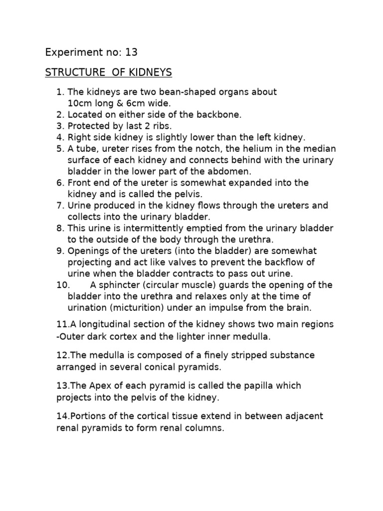 Experiment No.13 Structure of Kidney | PDF