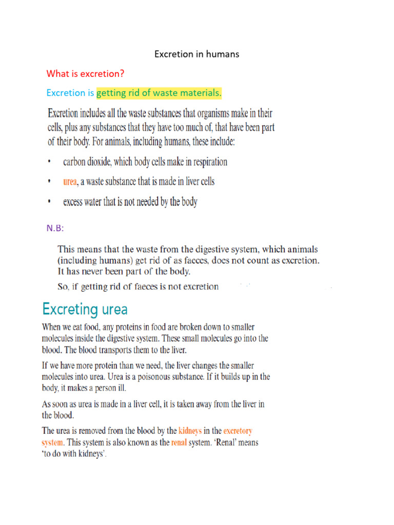 Excretion in Humans13ndb | PDF