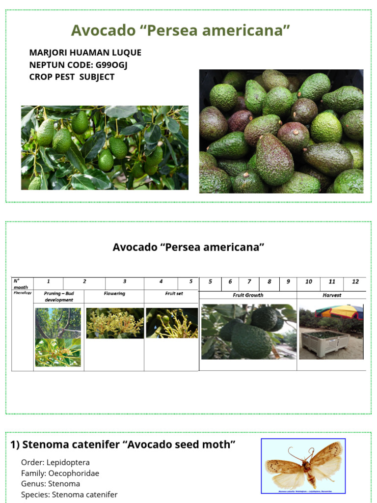 Avocado "Persea Americana" | PDF | Pest (Organism) | Biological Pest ...
