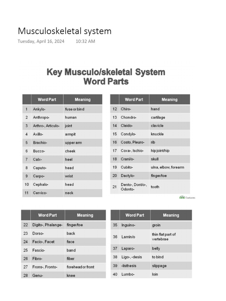 Musculoskeletal System | PDF